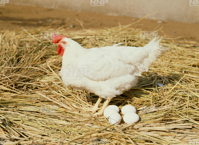 ニワトリ / ≪写真素材・ストックフォト≫ NNP PHOTO LIBRARY