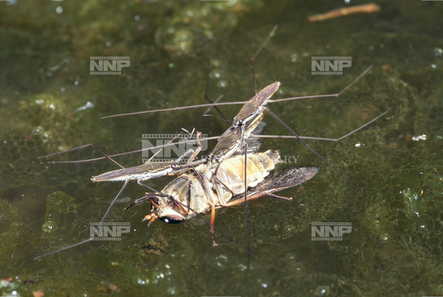 アメンボ / ≪写真素材・ストックフォト≫ NNP PHOTO LIBRARY