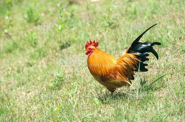 チャボ / ≪写真素材・ストックフォト≫ NNP PHOTO LIBRARY