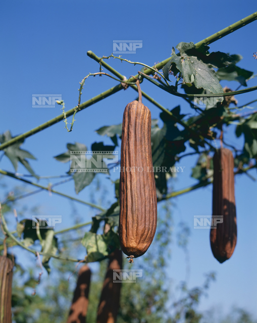 ヘチマ / ≪写真素材・ストックフォト≫ NNP PHOTO LIBRARY