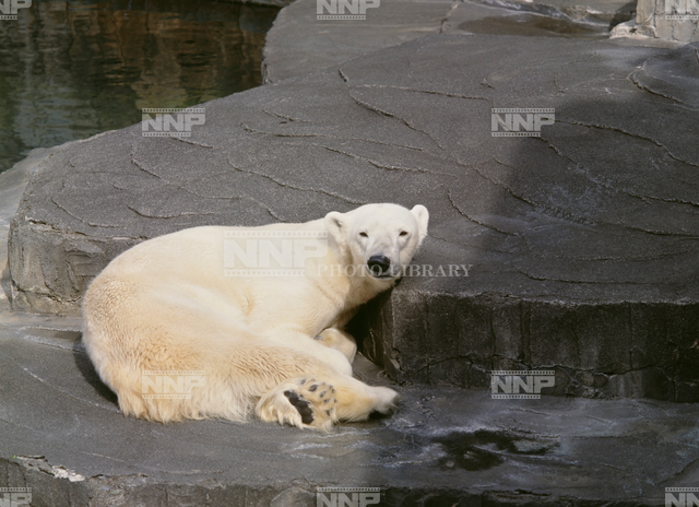 ホッキョクグマ / ≪写真素材・ストックフォト≫ NNP PHOTO LIBRARY