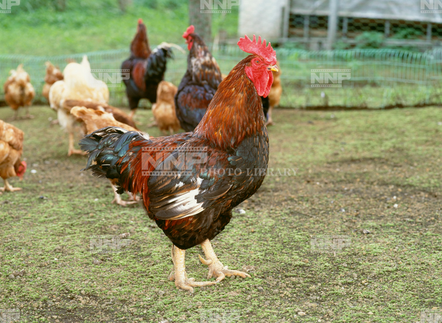 ニワトリ / ≪写真素材・ストックフォト≫ NNP PHOTO LIBRARY