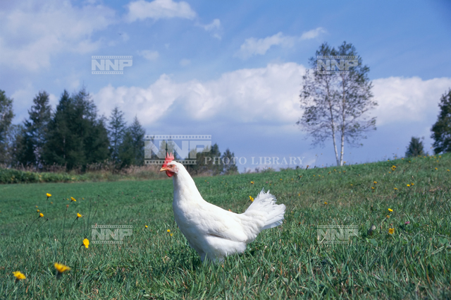 ニワトリ / ≪写真素材・ストックフォト≫ NNP PHOTO LIBRARY