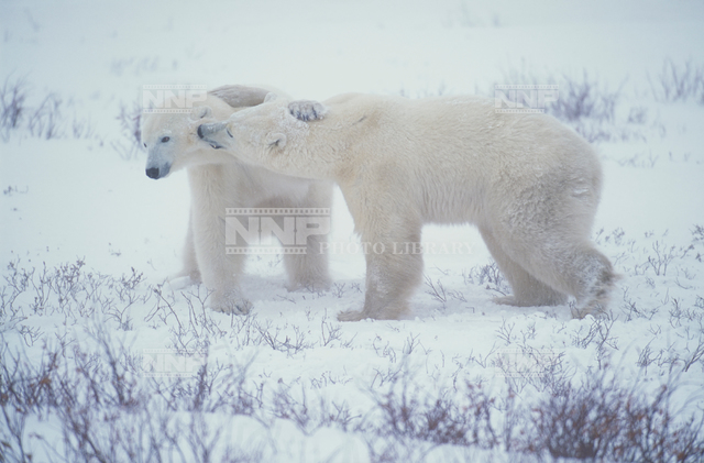 ホッキョクグマ / ≪写真素材・ストックフォト≫ NNP PHOTO LIBRARY