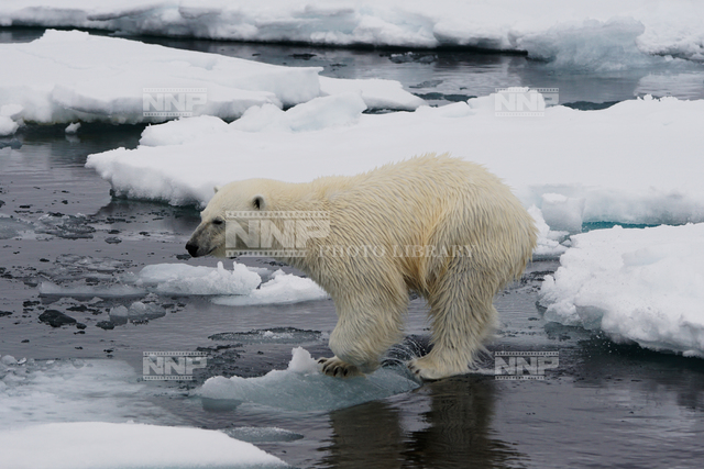 ホッキョクグマ / ≪写真素材・ストックフォト≫ NNP PHOTO LIBRARY