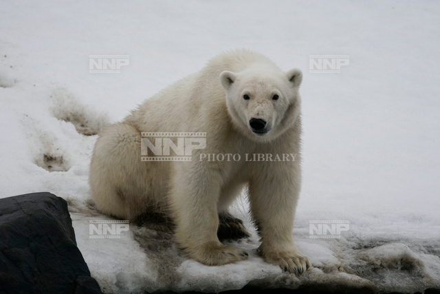 ホッキョクグマ / ≪写真素材・ストックフォト≫ NNP PHOTO LIBRARY
