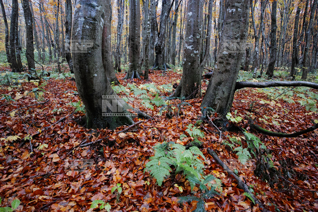 紅葉の白神山地 / ≪写真素材・ストックフォト≫ NNP PHOTO LIBRARY