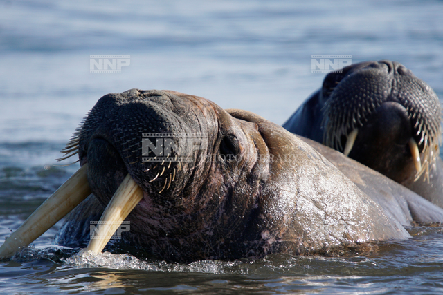 セイウチ / ≪写真素材・ストックフォト≫ NNP PHOTO LIBRARY