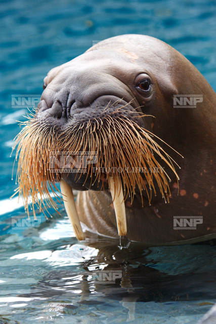 セイウチ / ≪写真素材・ストックフォト≫ NNP PHOTO LIBRARY