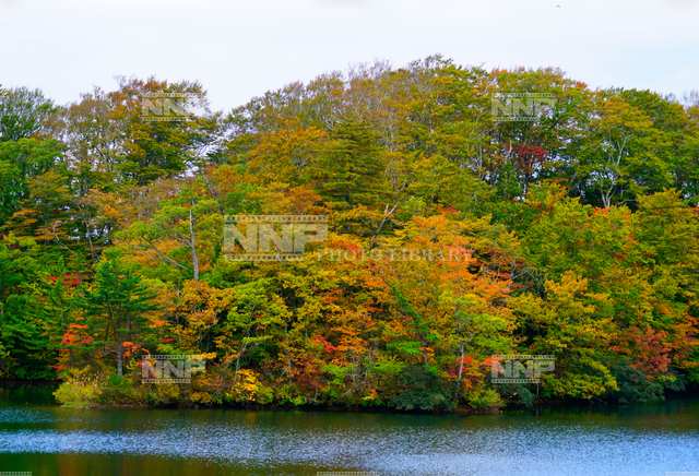 秋の白神山地 / ≪写真素材・ストックフォト≫ NNP PHOTO LIBRARY