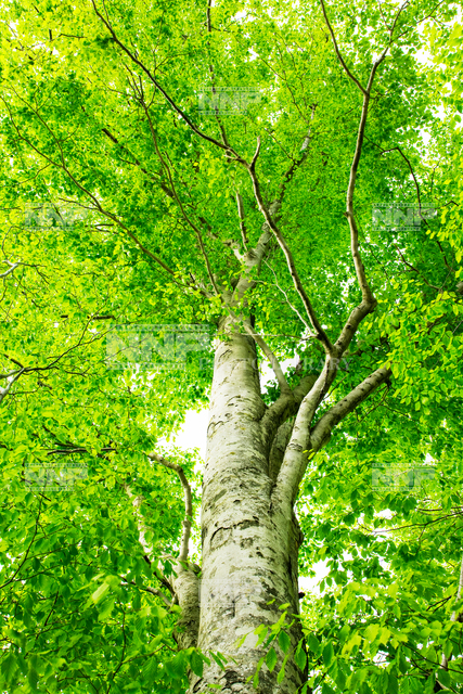 新緑のブナの大木 / ≪写真素材・ストックフォト≫ NNP PHOTO LIBRARY