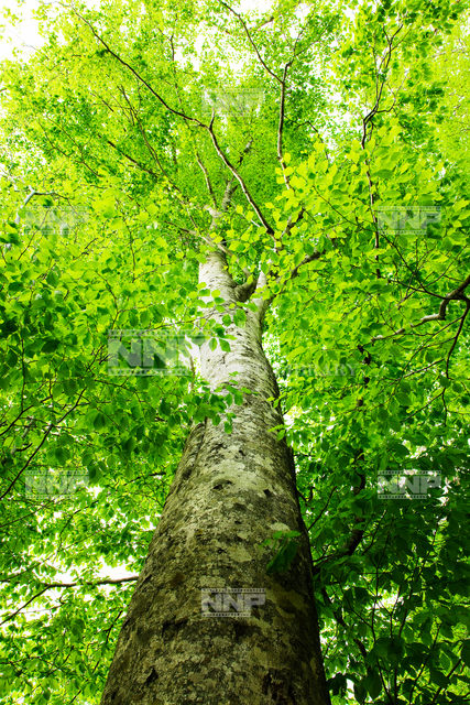 新緑のブナの大木 / ≪写真素材・ストックフォト≫ NNP PHOTO LIBRARY