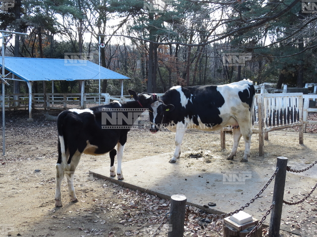 ホルスタイン / ≪写真素材・ストックフォト≫ NNP PHOTO LIBRARY