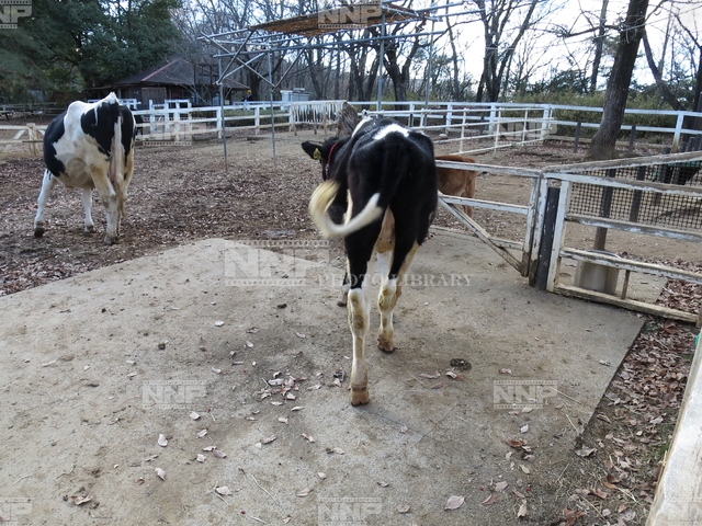 ホルスタイン / ≪写真素材・ストックフォト≫ NNP PHOTO LIBRARY