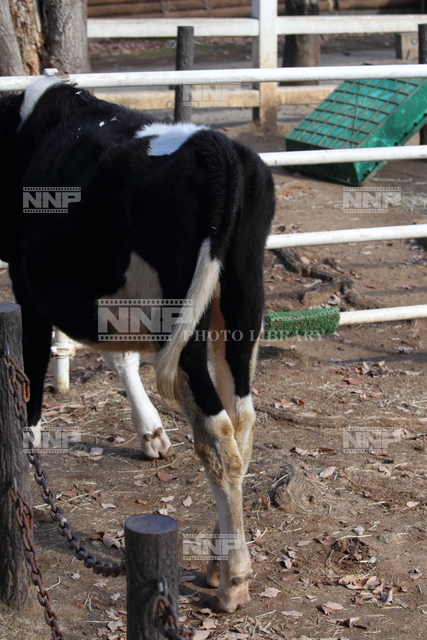 ホルスタイン / ≪写真素材・ストックフォト≫ NNP PHOTO LIBRARY